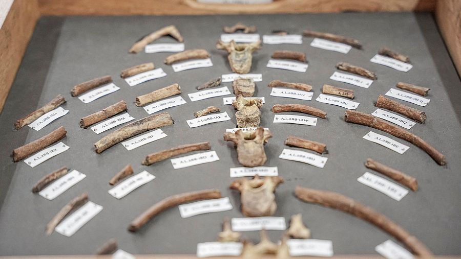 Lucy: 50 años del descubrimiento del fósil más famoso