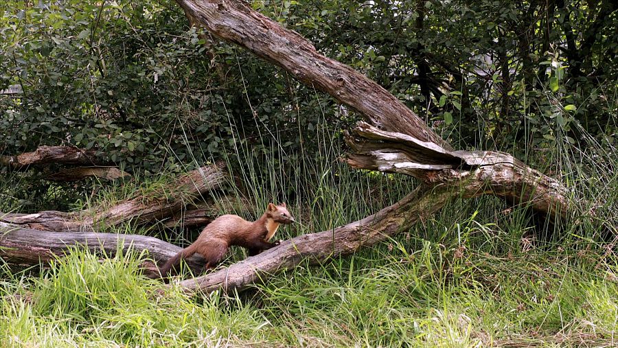 Animales De La Naturaleza