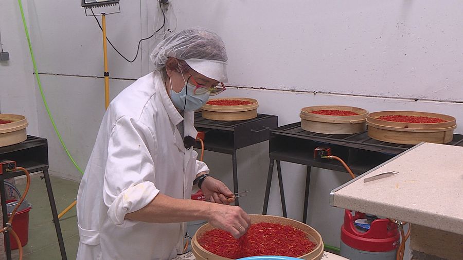 El azafrán español, en peligro de extinción