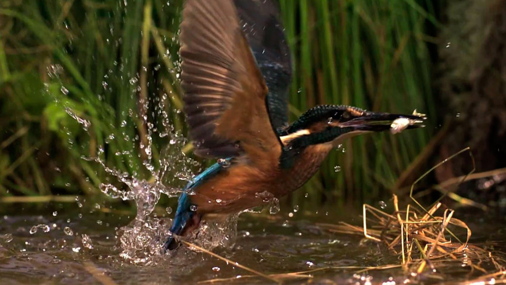 ¡Qué animal!: ¿Cómo pesca el martín pescador? | RTVE Play