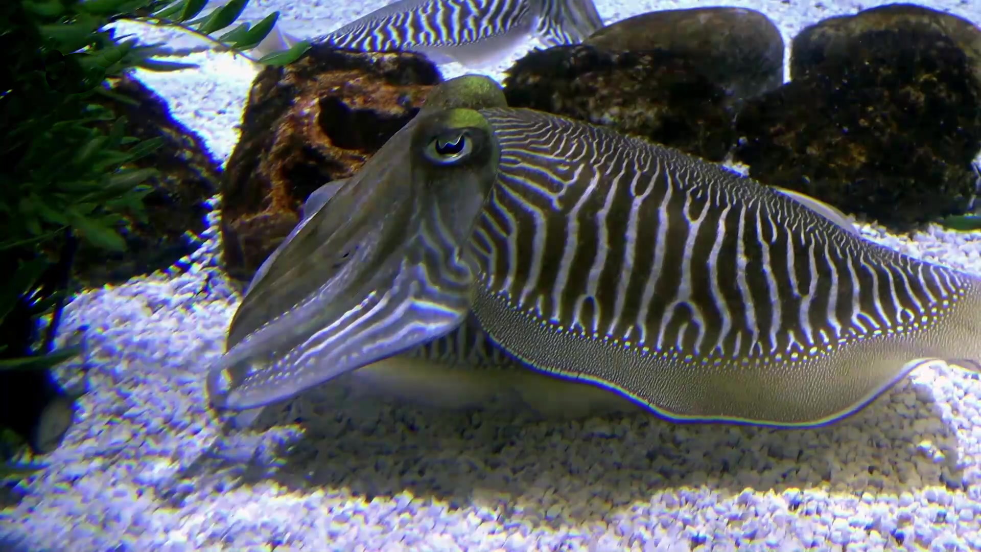 ¡Qué animal! - Episodio 8: Mallorca (Islas Baleares)