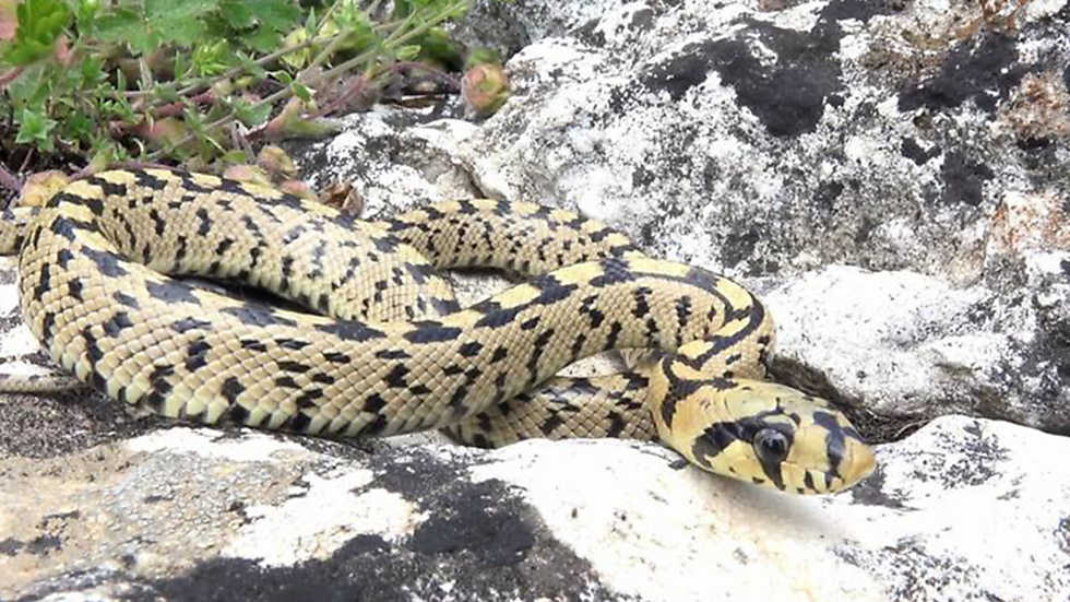¡Qué animal! recorre Tabernas, en Almería, el único desierto de toda ...