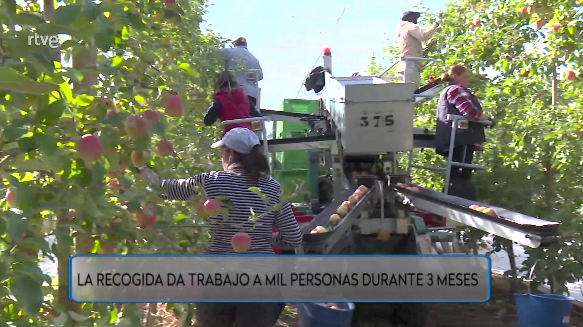 Manzanas recolecto y traigo