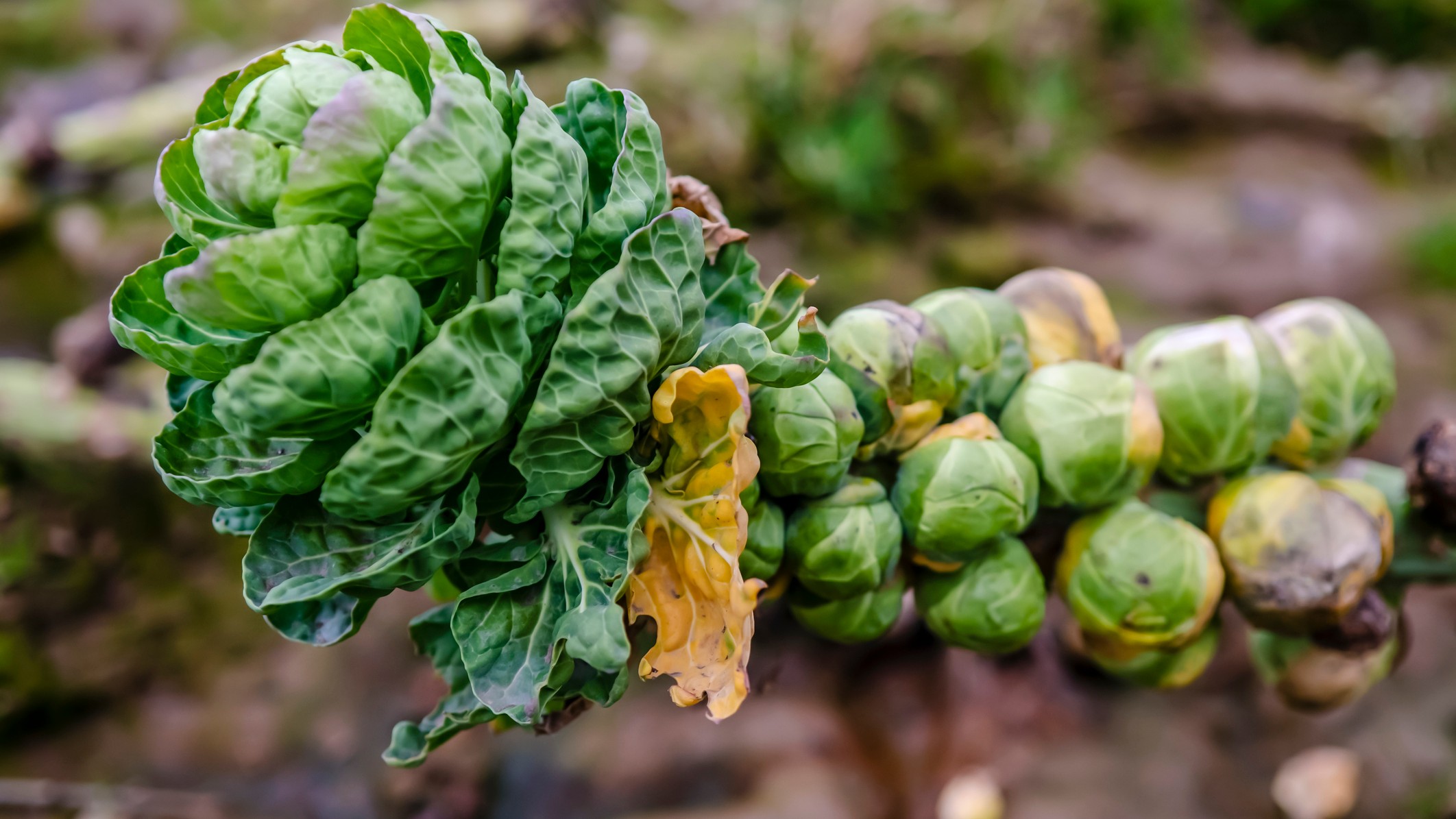Descubrimos todo sobre las coles, tipos y cultivo | RTVE.es