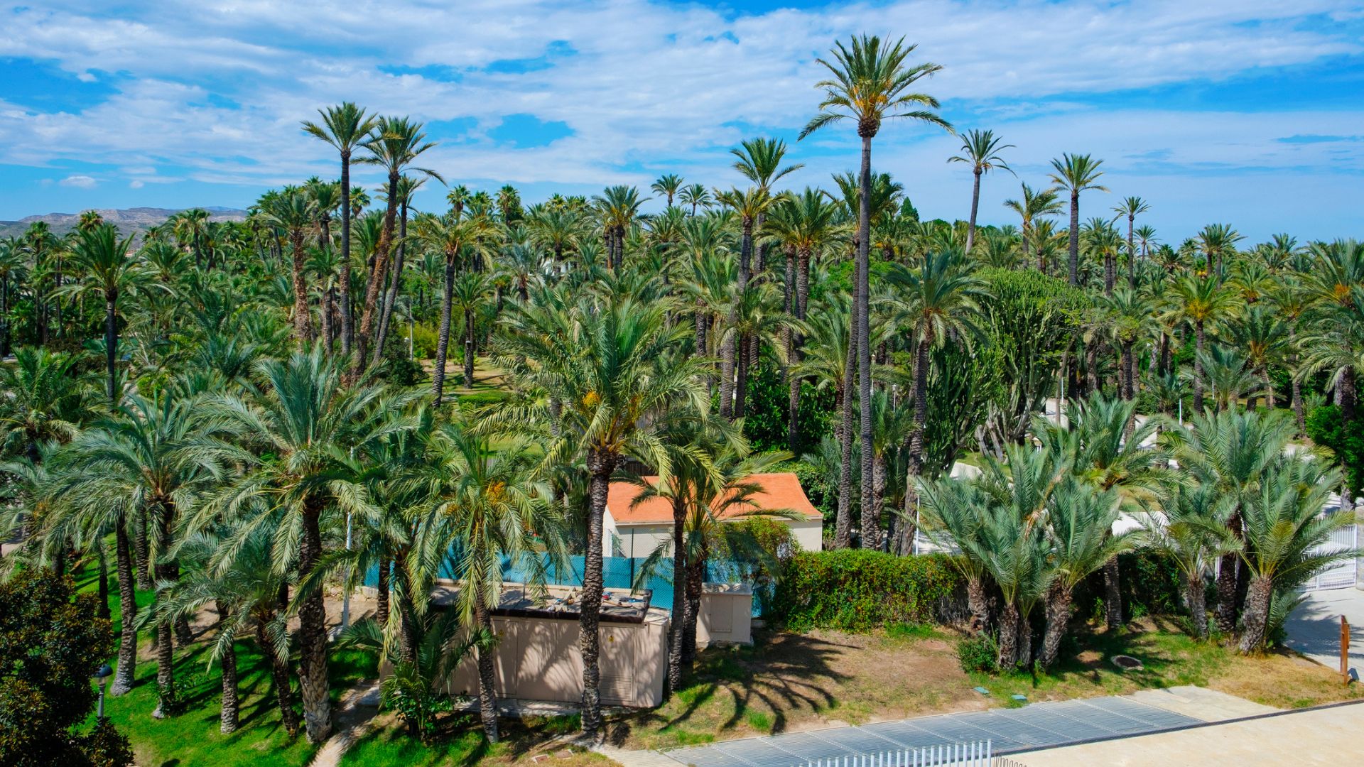 Conocemos Elche a través de sus palmeras