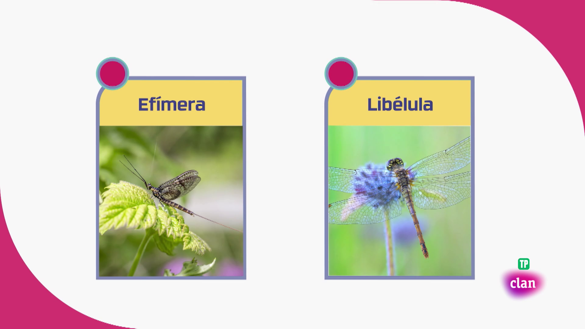Aprendemos en Clan - CIENCIAS NATURALES - Las efímeras - RTVE.es