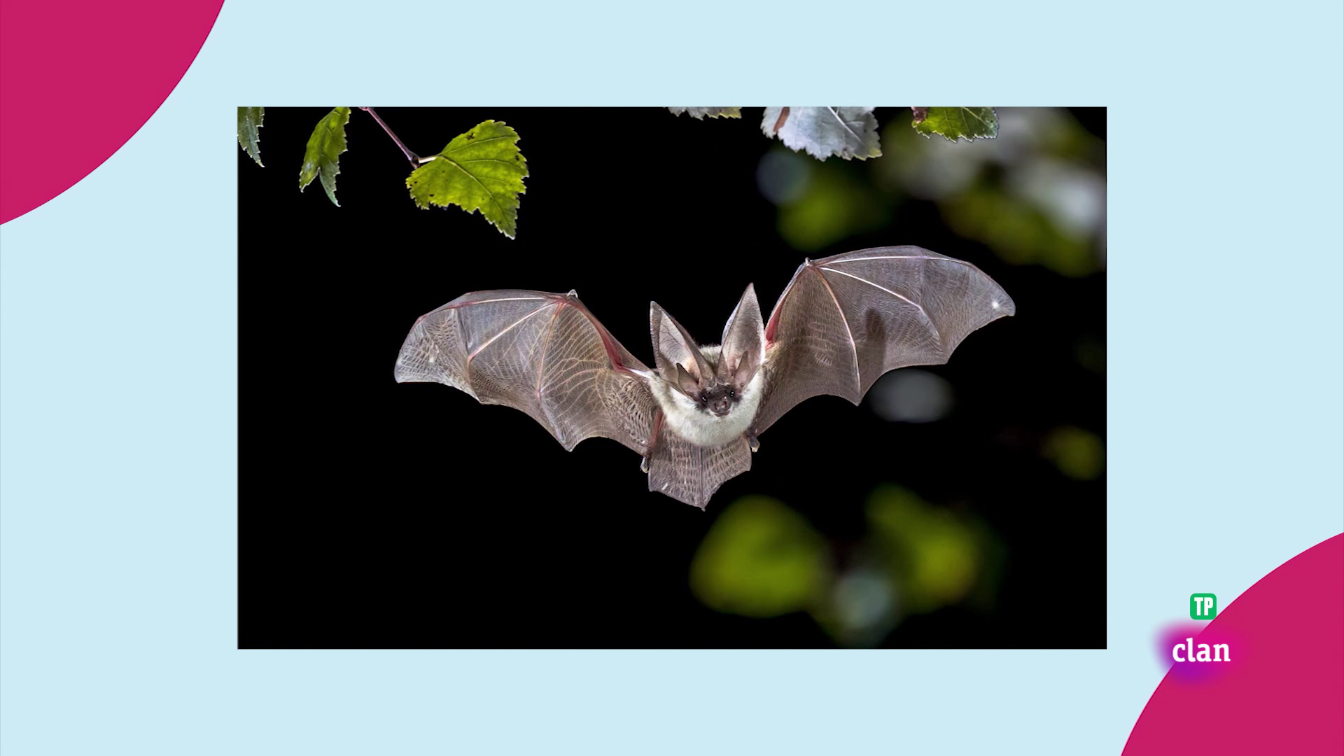 Aprendemos en Clan - CIENCIAS NATURALES - Murciélagos - RTVE.es