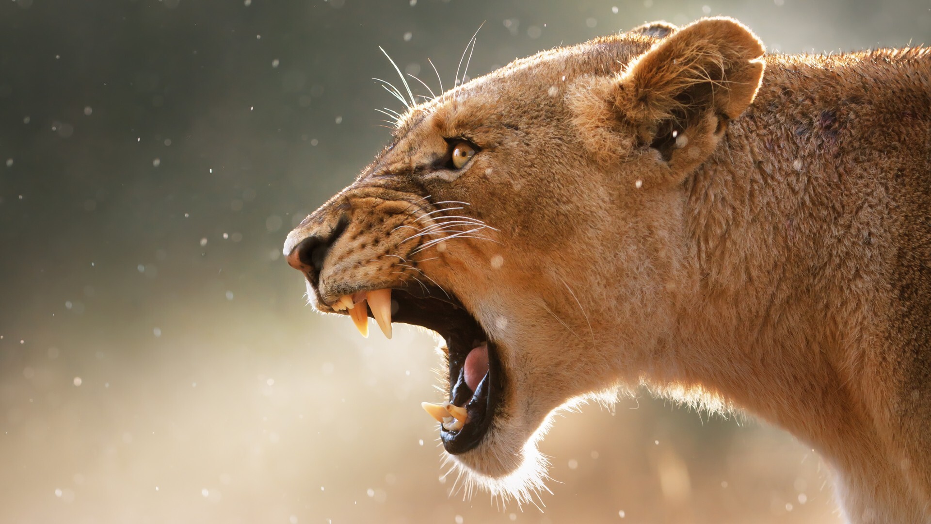Las estrategias de los felinos para cazar