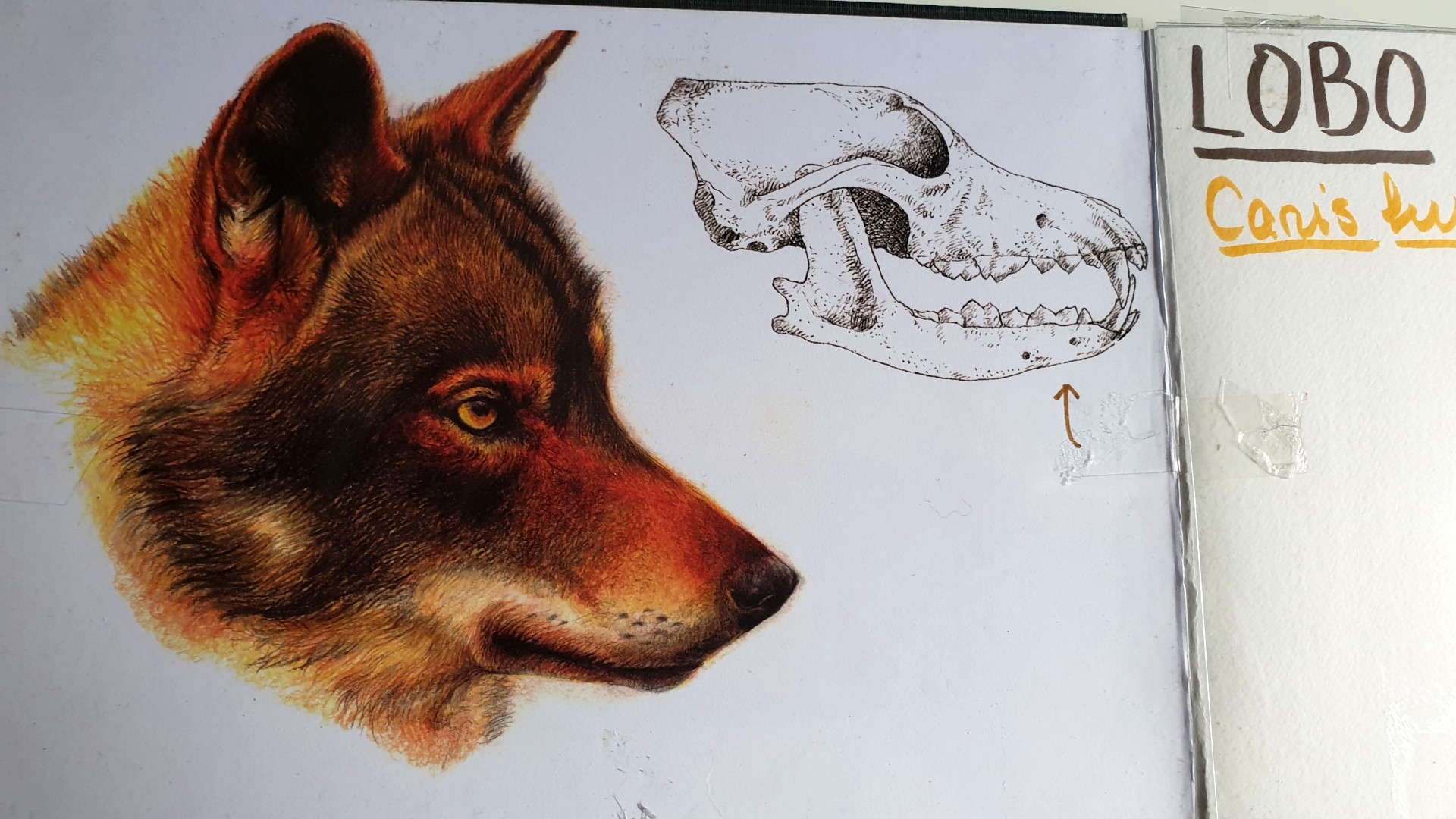 7 datos curiosos sobre los lobos que te van a sorprender – DIGITALIA