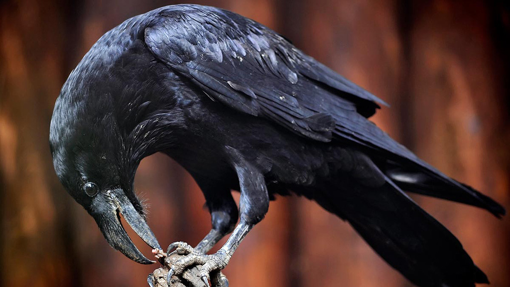 Los cuervos también son capaces de planificar | RTVE.es