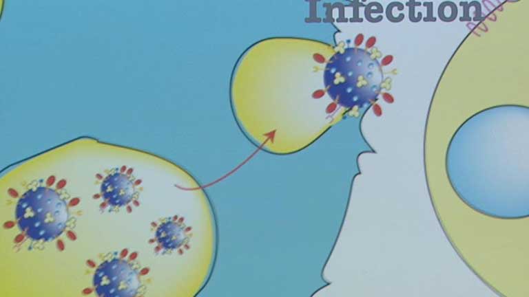 Descubren cómo el VIH penetra en el sistema inmunitario | RTVE