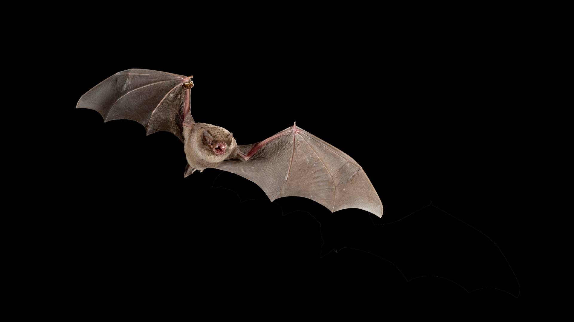 Los murciálgos patudos, una especie en peligro