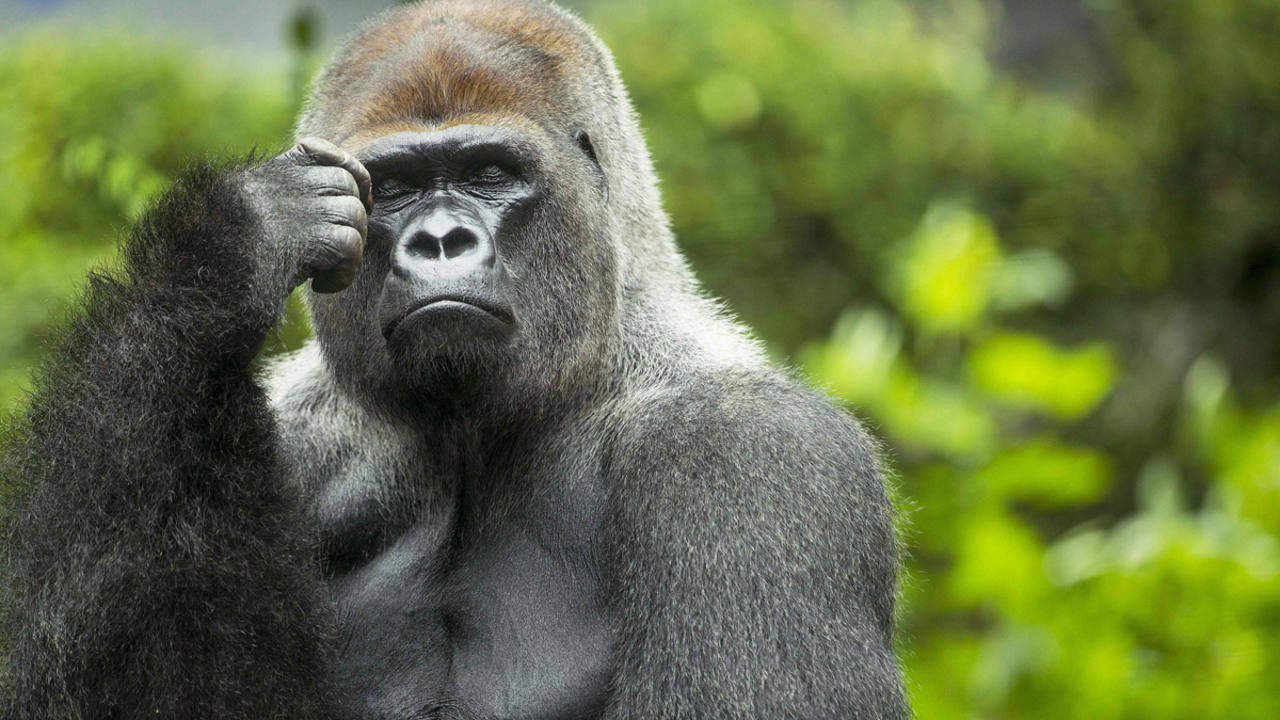 Estudian si los primates son creativos y pueden innovar sin aprendizaje ...