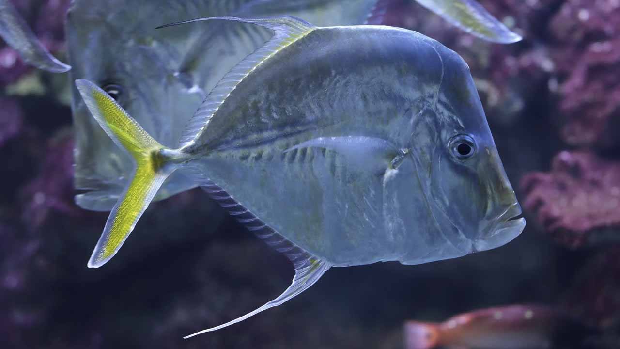 Descubren cómo algunos peces consiguen volverse 'invisibles' en el ...