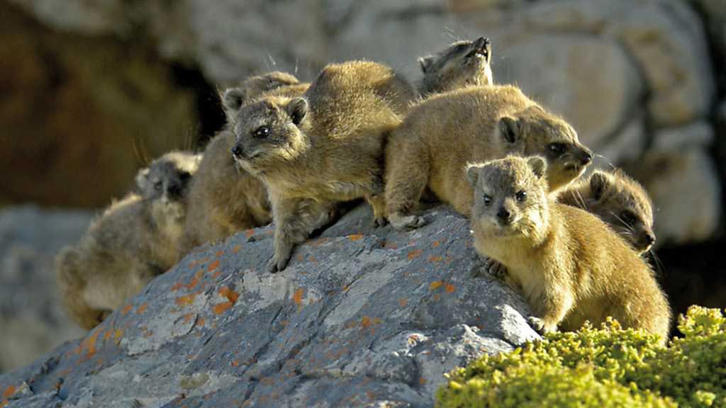 El damán roquero: Un auténtico superviviente