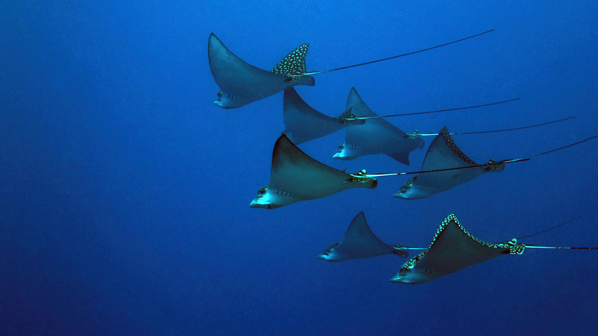 La magia del Gran Azul. Los siete continentes: Norteamérica