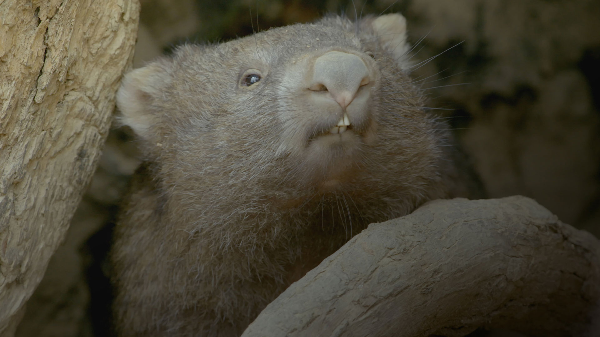 La vida secreta de los Wombat: El bosque de los Wombat