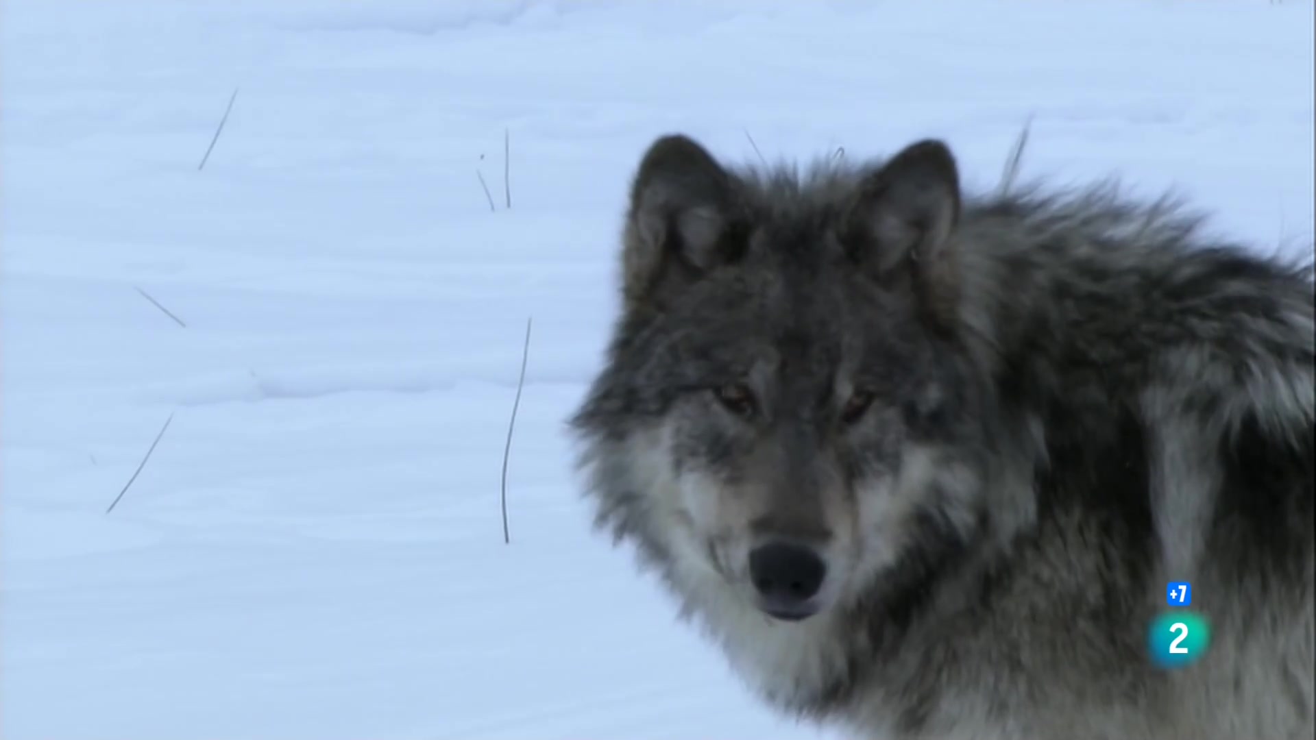 La lloba de Yellowstone