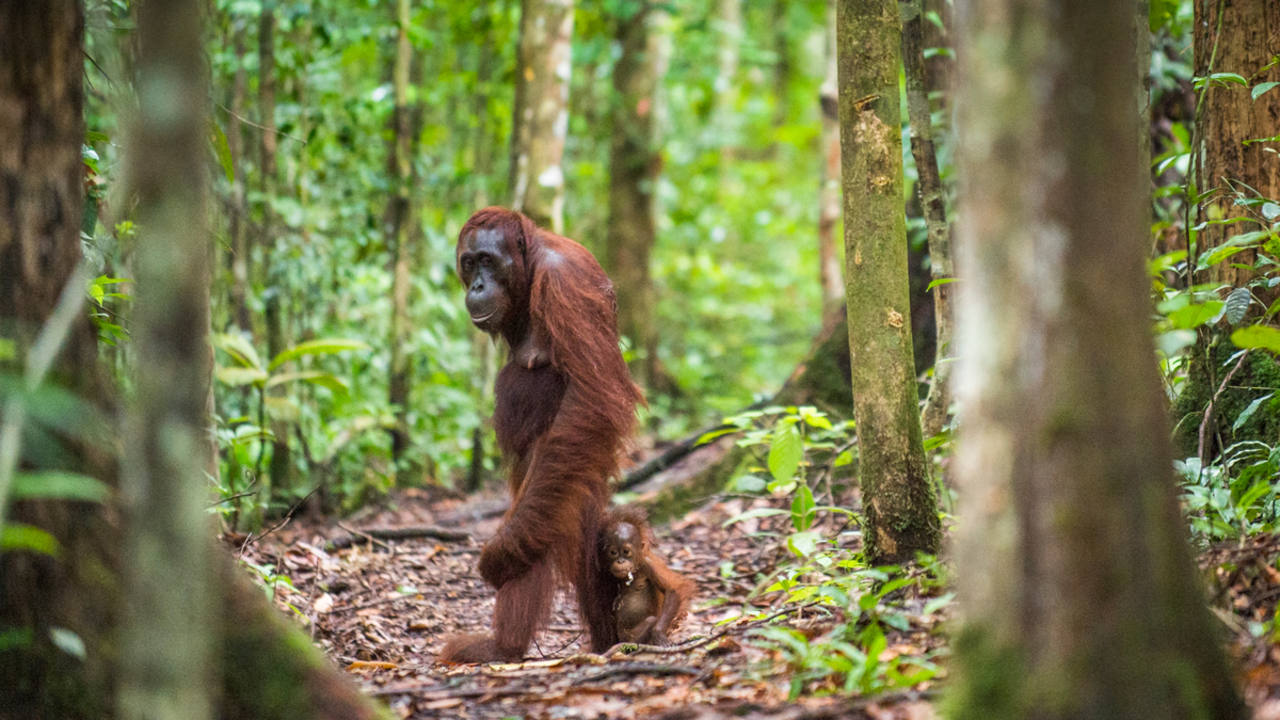 El orangután de Borneo ha perdido un 25% de su población | RTVE