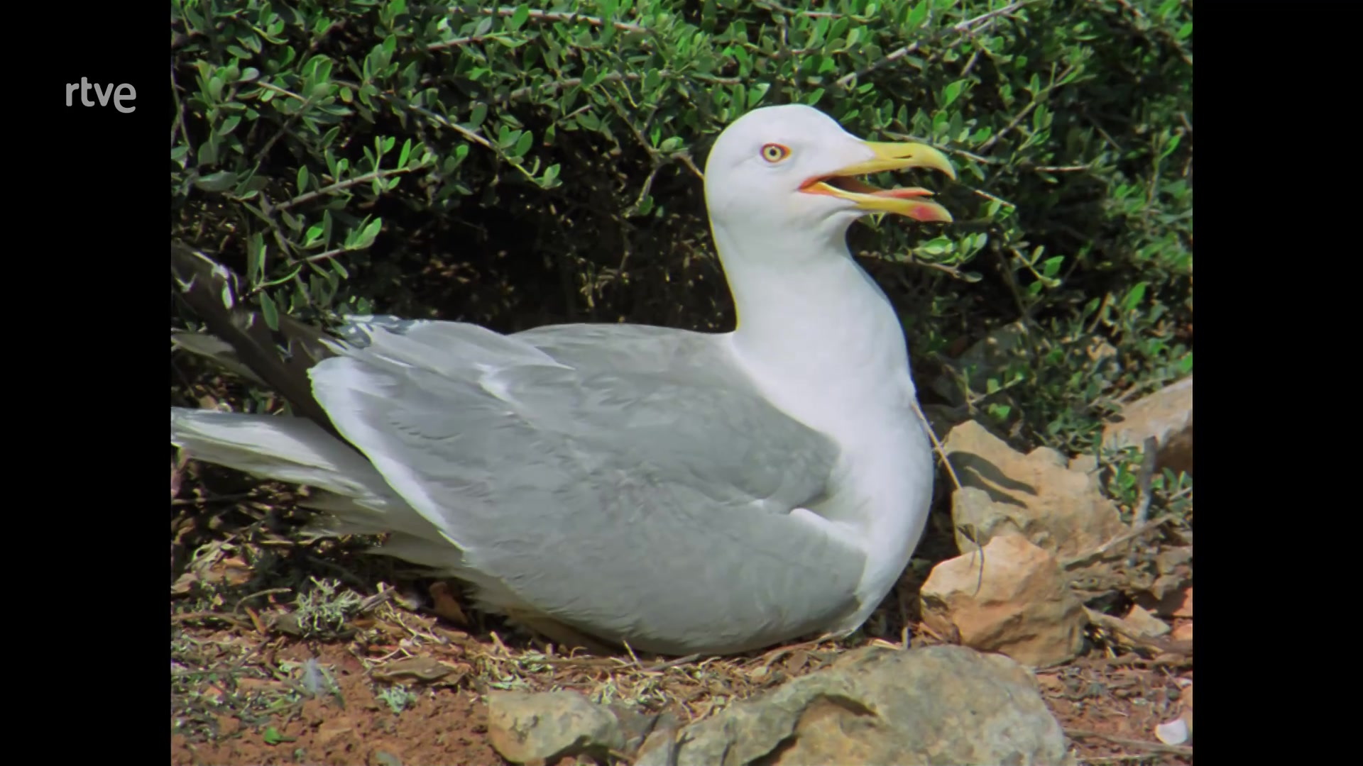 El hombre y la Tierra (Fauna ibérica) - Cabrera, paraíso insular 1 ...