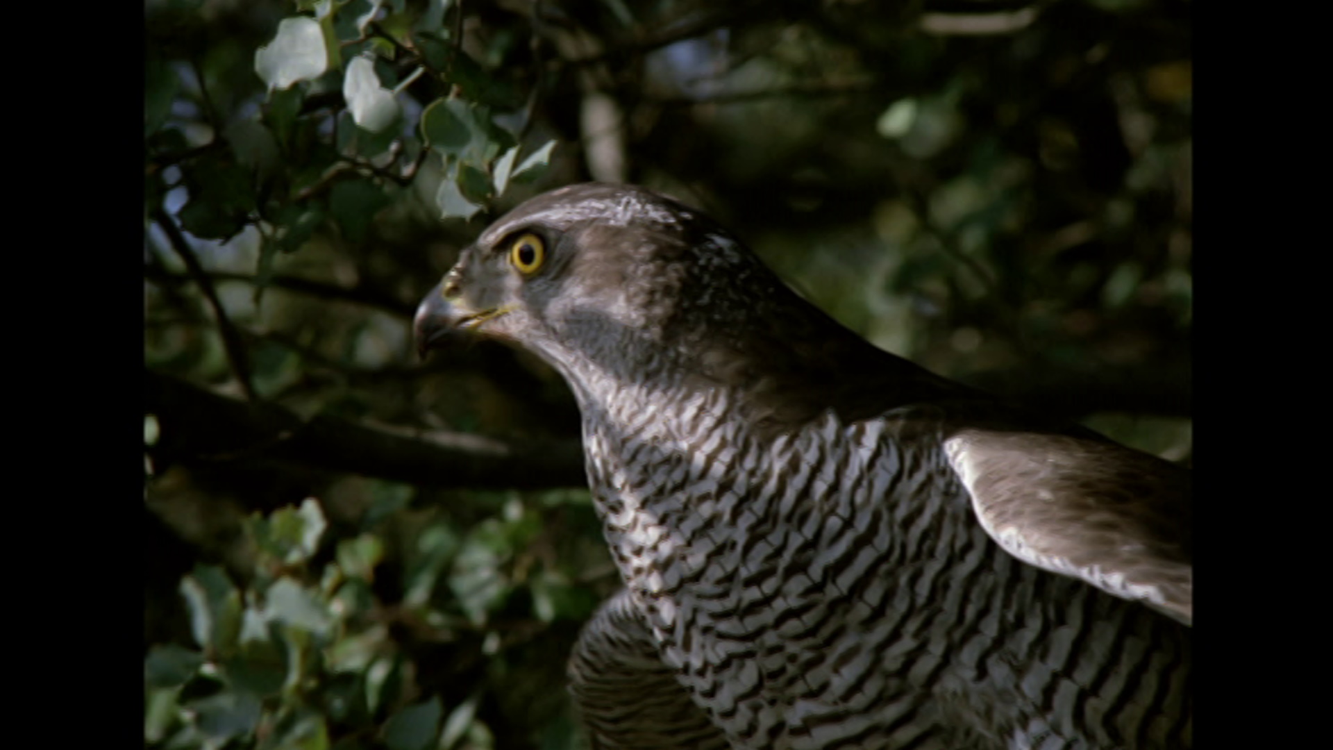 El hombre y la Tierra (Fauna ibérica) - Taiga, el azor - RTVE.es