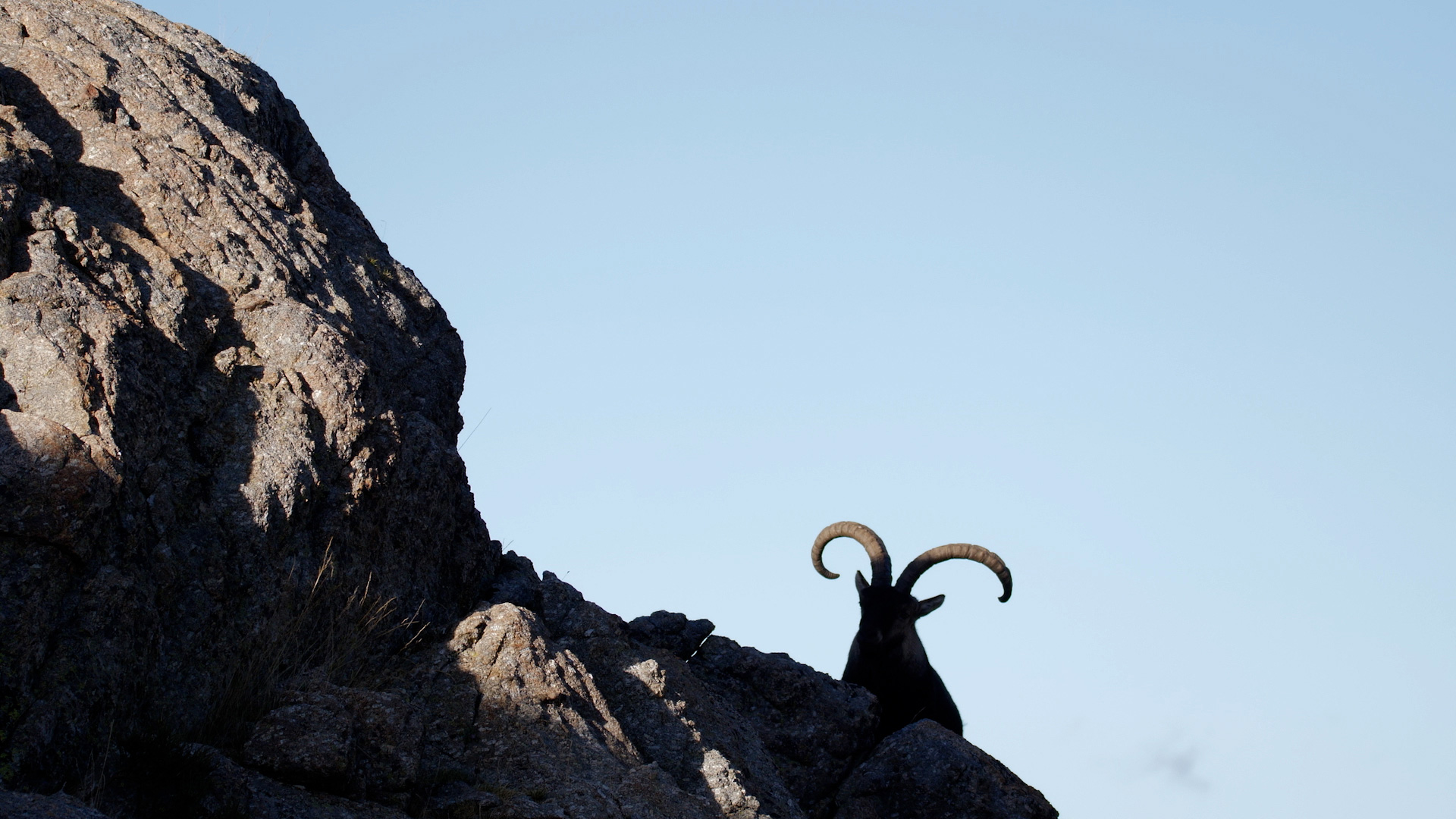 Los Image Catchers: Pelea de cabras on the rocks - Documental en RTVE