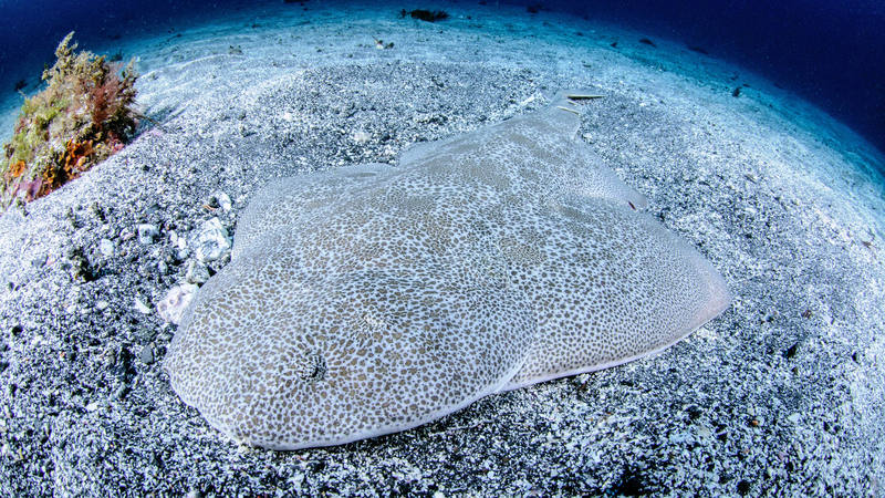 Protección total para el tiburón angelote de las Canarias - RTVE.es