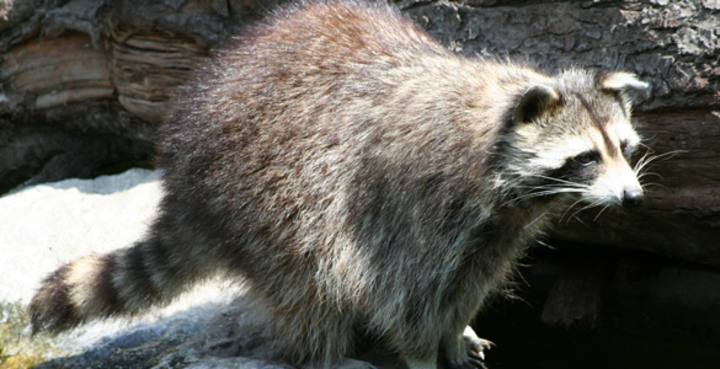 El mapache, un invasor que propaga numerosas enfermedades en la fauna ...