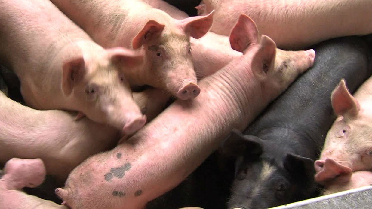 El cerdo: cuarto animal más inteligente del planeta - RTVE.es