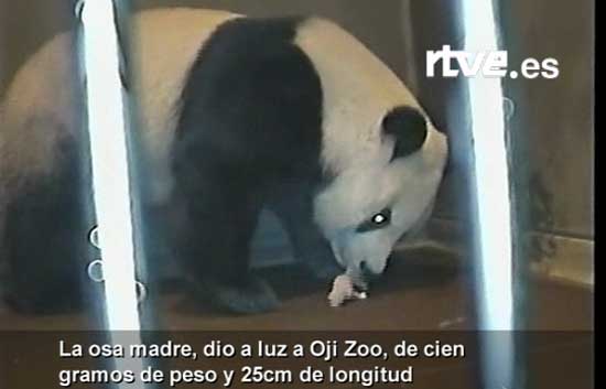 Fallece la cría de oso panda gigante que nació el pasado miércoles en ...