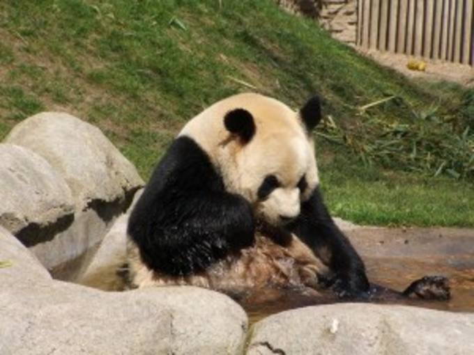 El Zoo de Madrid podría tener pronto un segundo Chulín | RTVE.es