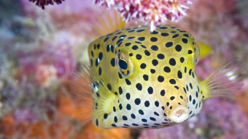 Cuáles son los peces más raros | RTVE.es