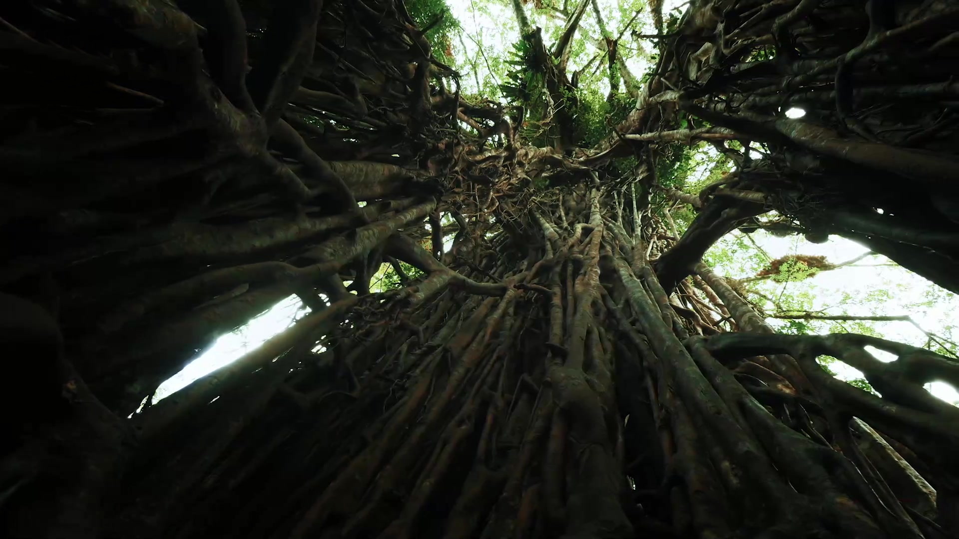 El paraíso austral. Australia