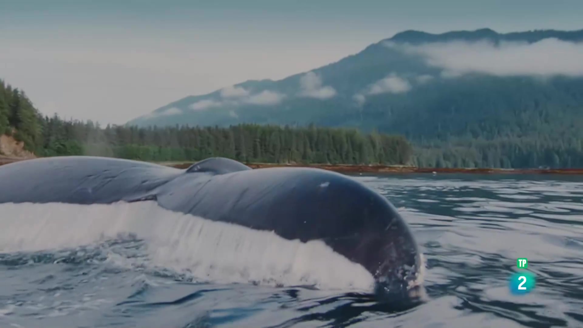 Einsteins animals 1: Ments genials