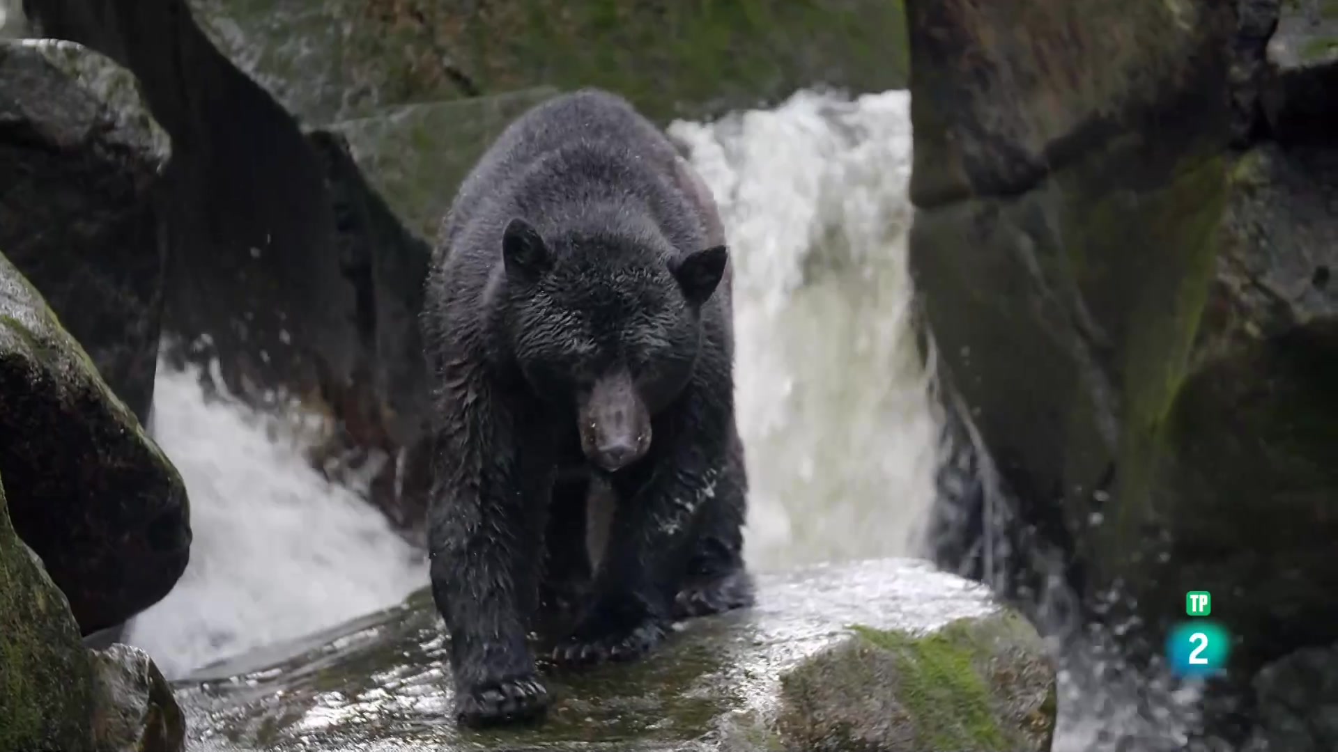 Els ossos, els grans supervivents