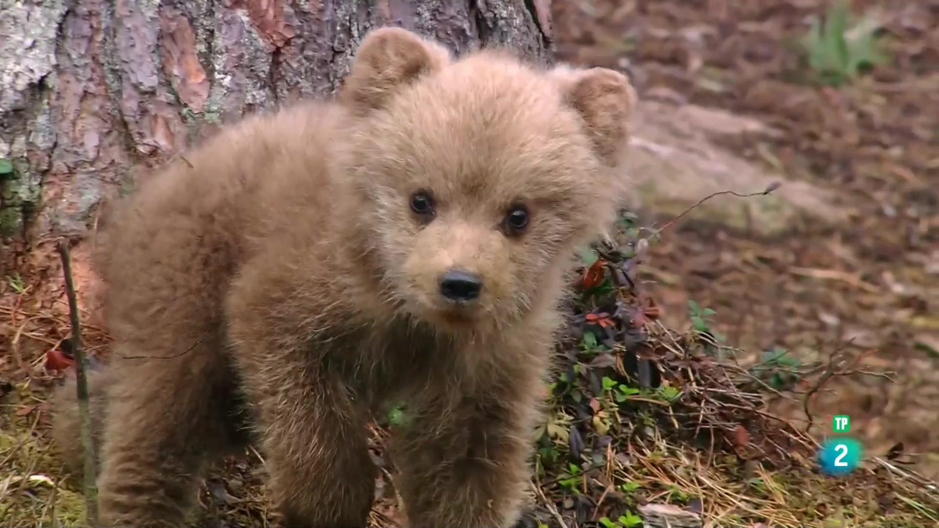 Tendres i salvatges: adorables cries animals