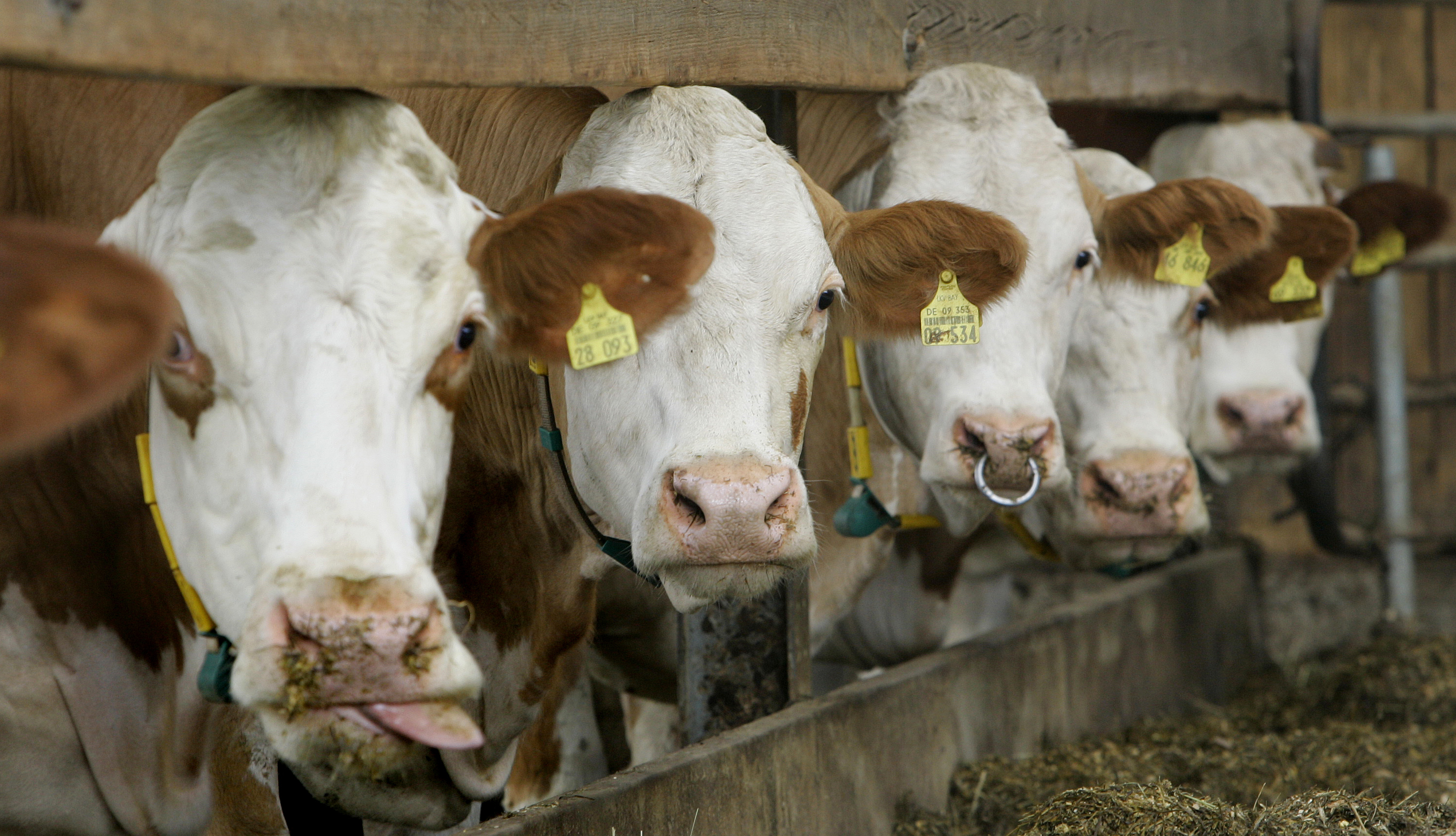 Imágenes De Excrementos De Vaca Los Científicos Descubrieron Que El