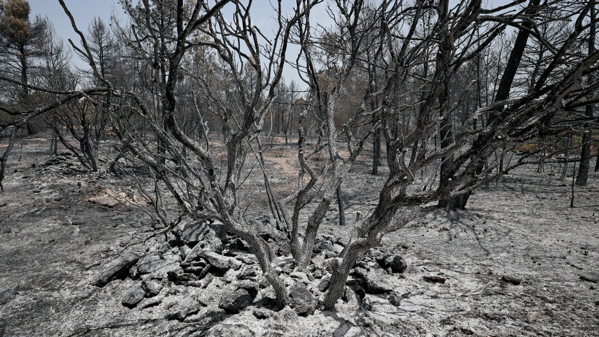Bosque Quemado Cómo Afectan Los Incendios A Los Bosques De
