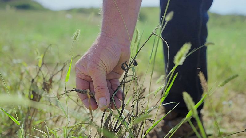 Saps com s'elabora el mató de Montserrat?