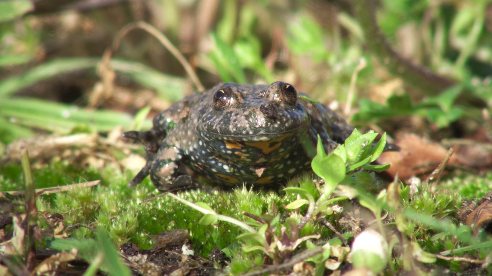 Predadores De Sapos Venenosos Ceratophrys Ornata Wikipedia, La