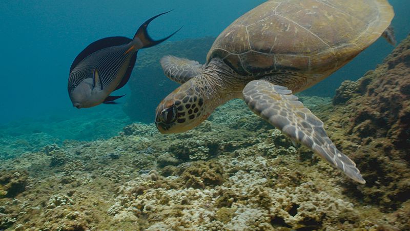 El mar Arábigo - Programa de ciencia y futuro en RTVE Play