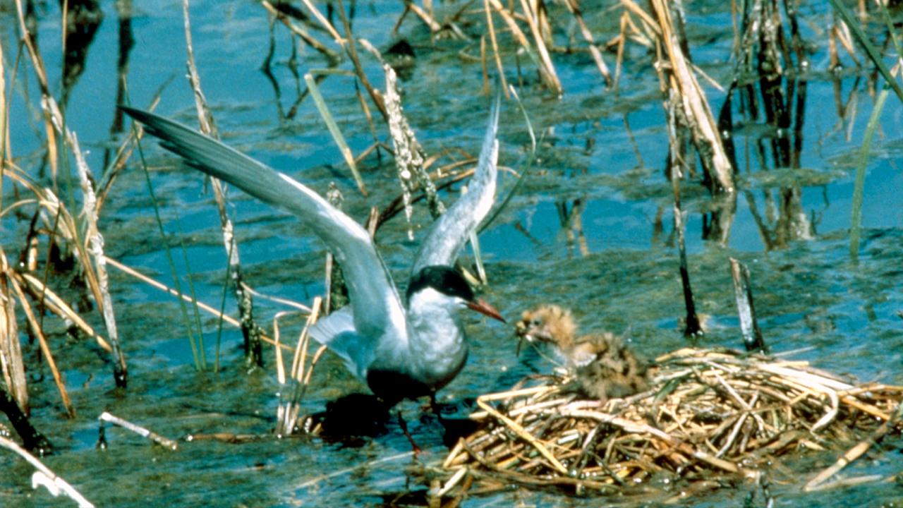 España húmeda, serie documental sobre nuestros humedales