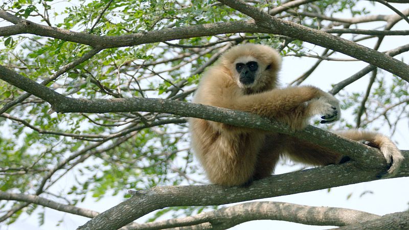 El gibón. El simio cantarín: Tus programas favoritos de TVE, en RTVE Play