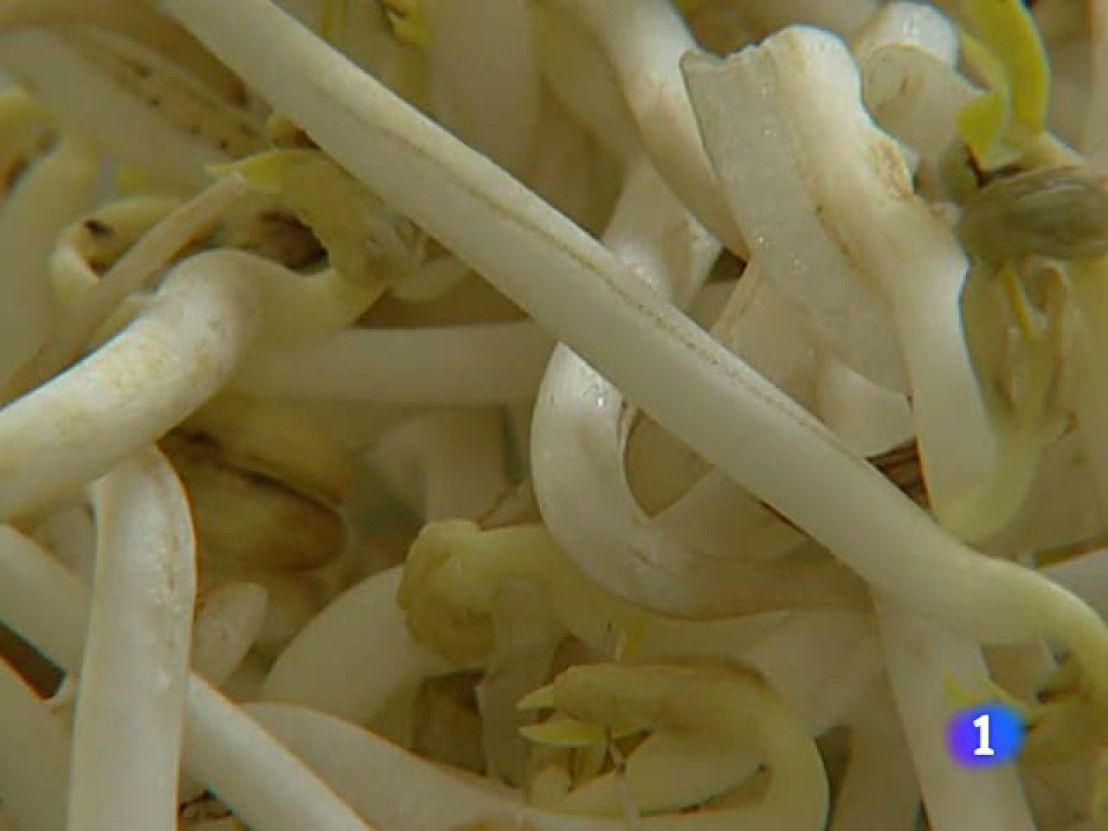 ¿Qué son los brotes germinados? Os lo explicamos - RTVE.es