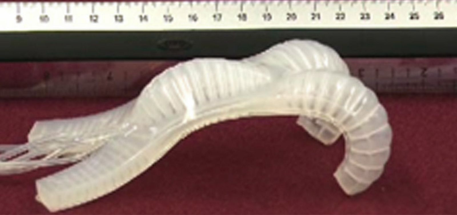 Diseñan un robot 'invertebrado' inspirado en los calamares l RTVE