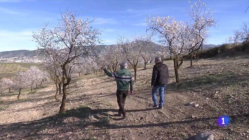 Telediario Fin de Semana - Programa informativo en RTVE Play