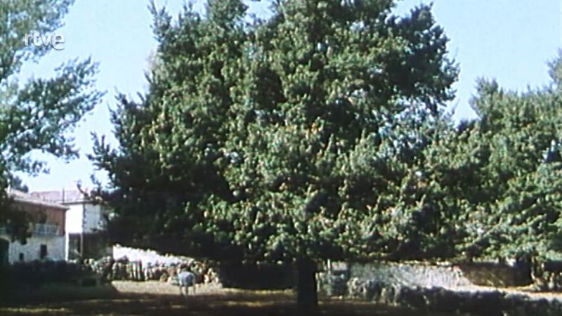 Nuestros árboles - El olmo (Parte 1)