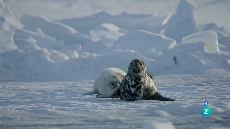 La vida secreta de les foques - Grans Documentals