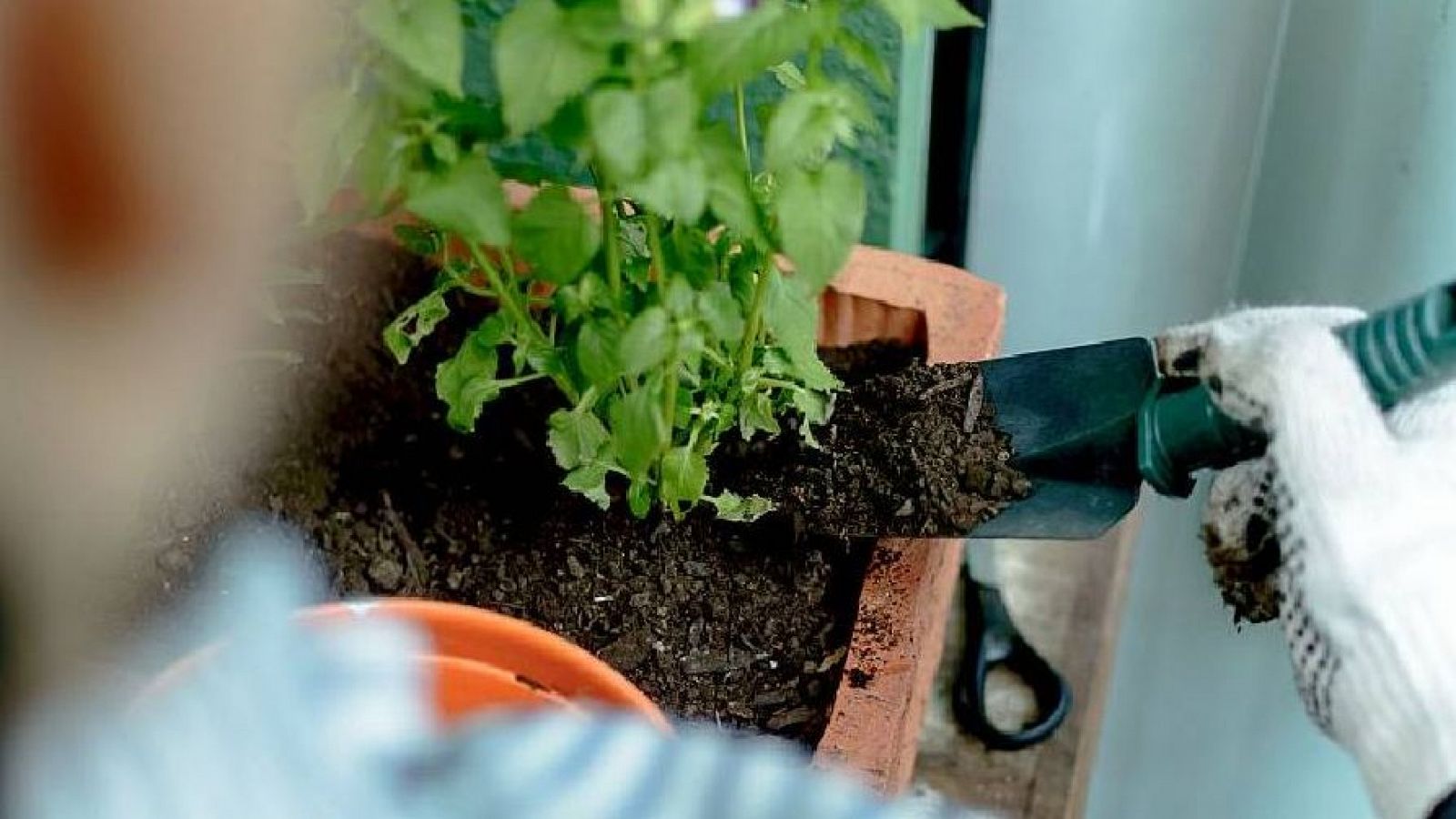 Com posar a punt el teu hort per la primavera