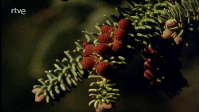 Nuestros árboles - El pinsapo